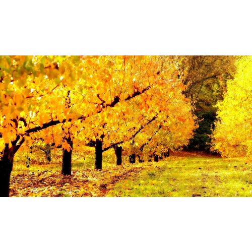 Картина на холсте 110x60 LinxOne "Природа сад золотой осень" интерьерная для дома / на стену / на кухню / с подрамником