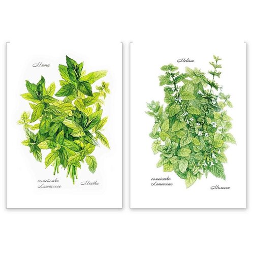 Комплект-набор из 2х интерьерных ботанических постеров "Чайная пара Мелисса и Мята" Размер каждого из постеров 30х41 см Серия "Ароматные травы"