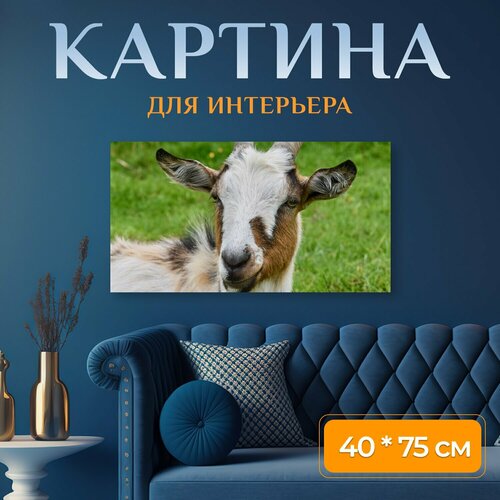 Картина на холсте "Коза, козел, козел имеет рога" на подрамнике 75х40 см. для интерьера