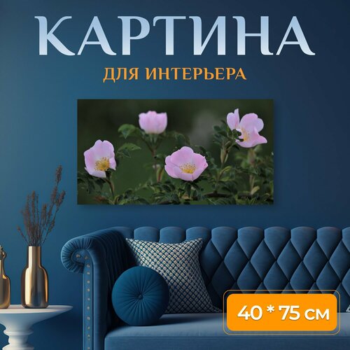 Картина на холсте "Шиповник цветы, розовый, куст" на подрамнике 75х40 см. для интерьера