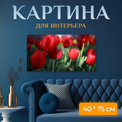 Картина на холсте "Тюльпаны, цветы, поле" на подрамнике 75х40 см. для интерьера