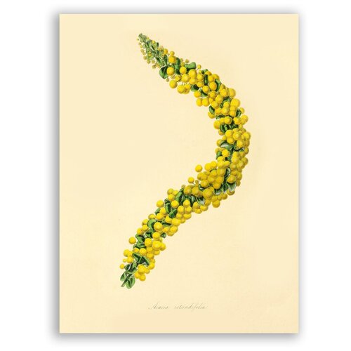 Гравюра Постер на бумаге / Acacia Rotundifolia