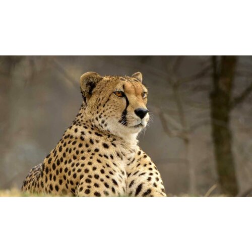 Картина на холсте 60x110 LinxOne "Дикая кошка портрет гепард" интерьерная для дома / на стену / на кухню / с подрамником