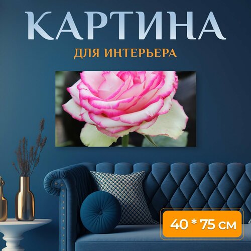 Картина на холсте "Роза, лепесток, цветок" на подрамнике 75х40 см. для интерьера