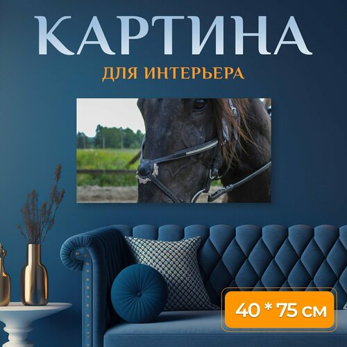 Картина на холсте "Лошадь, лошади, конь" на подрамнике 75х40 см. для интерьера