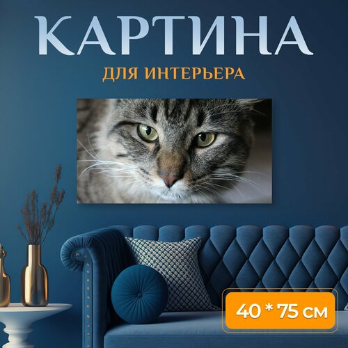 Картина на холсте "Мейн кун, кошка, полосатый кот" на подрамнике 75х40 см. для интерьера