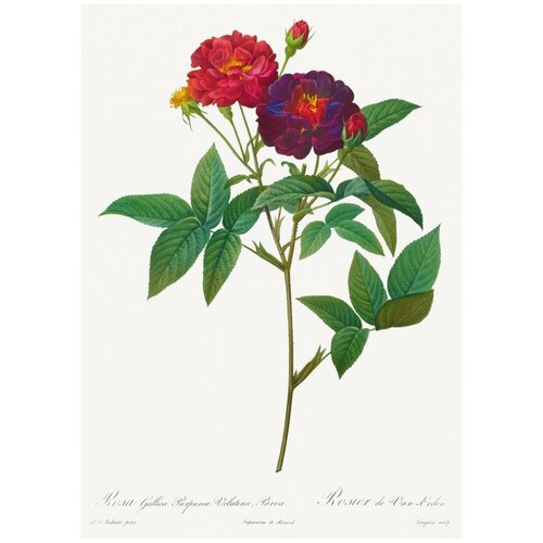 Постер / Плакат / Картина Дикие цветы - Пурпурная роза 50х70 см в раме