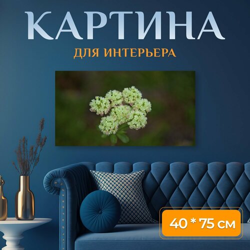 Картина на холсте "Морковь дикая, цветы, завод" на подрамнике 75х40 см. для интерьера