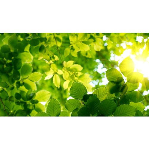 Картина на холсте 60x110 LinxOne "Лес весна лето небо зелень" интерьерная для дома / на стену / на кухню / с подрамником