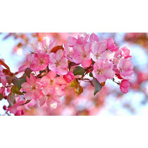 Картина на холсте 60x110 Альянс Лес "Ветка весна лепестки сад" на подрамнике / интерьер/ декор
