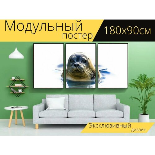 Модульный постер "Тюлень, серый, животное" 180 x 90 см. для интерьера
