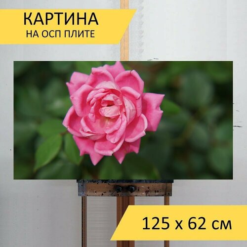 Картина на ОСП 125х62 см. "Цветок, роза, флора" горизонтальная, для интерьера, с креплениями