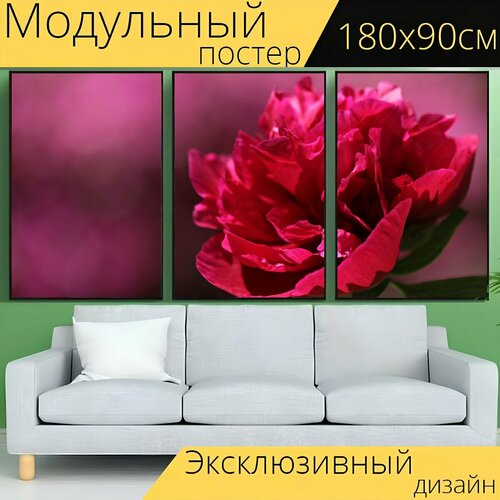 Модульный постер "Пион, цветок, цвести" 180 x 90 см. для интерьера