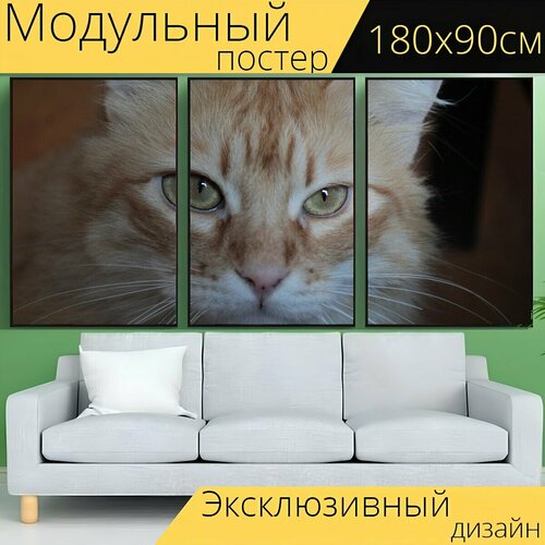 Модульный постер "Кот, животное, животные" 180 x 90 см. для интерьера