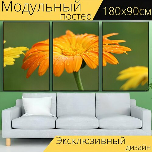 Модульный постер "Цветок, полевой, оранжевый" 180 x 90 см. для интерьера