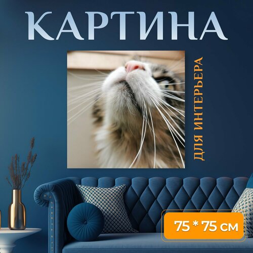 Картина на холсте "Кошка, мяу, усы" на подрамнике 75х75 см. для интерьера