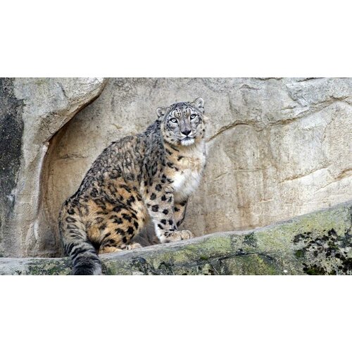 Картина на холсте 60x110 LinxOne "Снежный барс хищник большая кошка" интерьерная для дома / на стену / на кухню / с подрамником