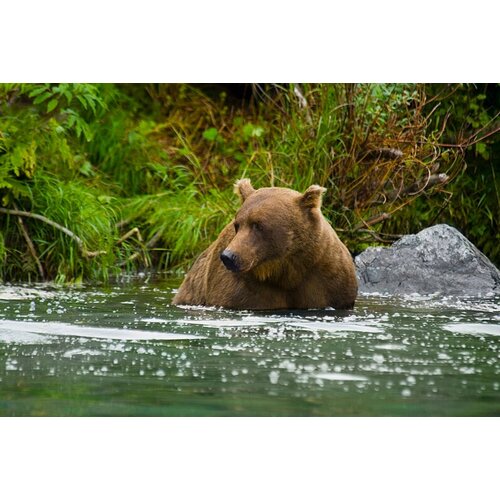 Бурый медведь, животные картина постер 20 на 30 см, шнур-подвес в подарок
