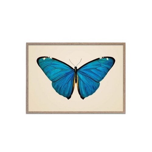 Плакат, постер на бумаге Морфо менелай. Бабочка. Вид бабочек рода Морфо из семейства Nymphalidae. Размер 30 х 42 см