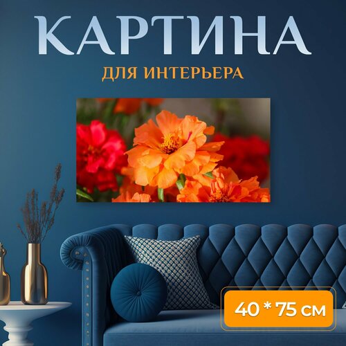Картина на холсте "Моховая роза портулак, цветы, оранжевые цветы" на подрамнике 75х40 см. для интерьера
