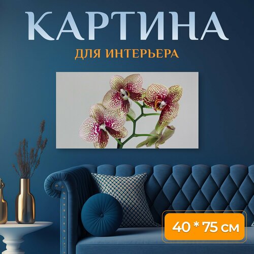 Картина на холсте "Орхидея, цветок, цвести" на подрамнике 75х40 см. для интерьера