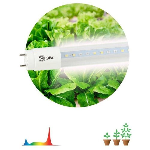 Лампа светодиодная FITO-9W-Ra90-Т8-G13-NL 9Вт T8 линейная 46LED 2835 IP20 35000ч для растений полноспектральная стекло Б0042988 Эра (2шт.)