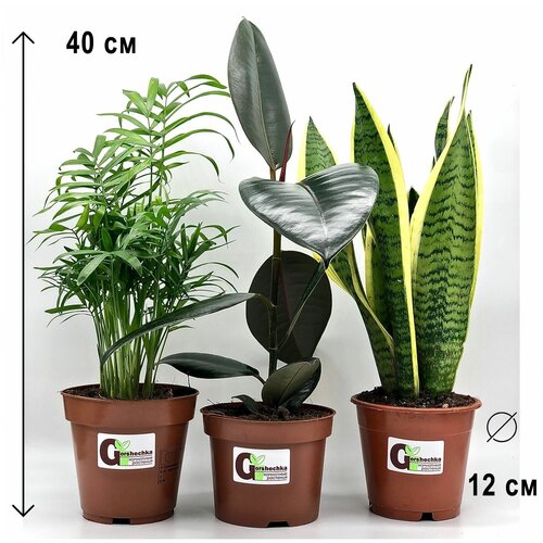 Набор 3 растения: Хамедорея, Фикус Эластика , Сансевиерия Лауренти, высота 35-45см