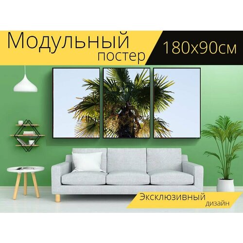 Модульный постер "Пальма, пальмовые, веерная пальма" 180 x 90 см. для интерьера