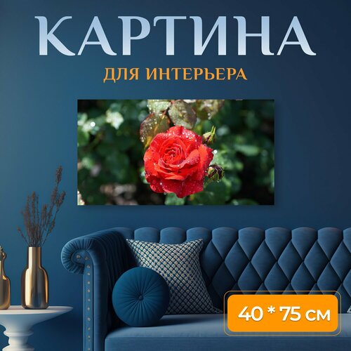 Картина на холсте "Роза, цветок, природа" на подрамнике 75х40 см. для интерьера