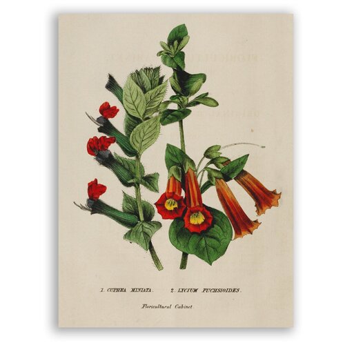 Гравюра Постер на бумаге / Cuphea Miniata, Lycium Fuchsioides