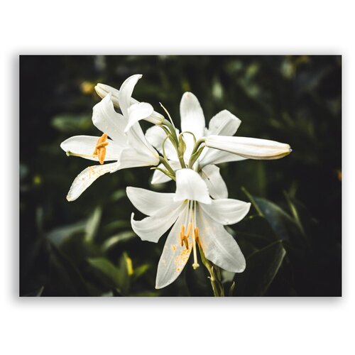 Гравюра Постер на бумаге / Lilies / Лилии