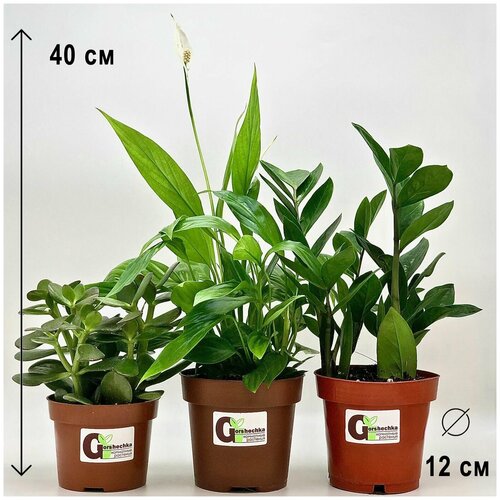 Набор 3 растения: Крассула Овата, Спатифиллум, Замиокулькас, высота 20-35см