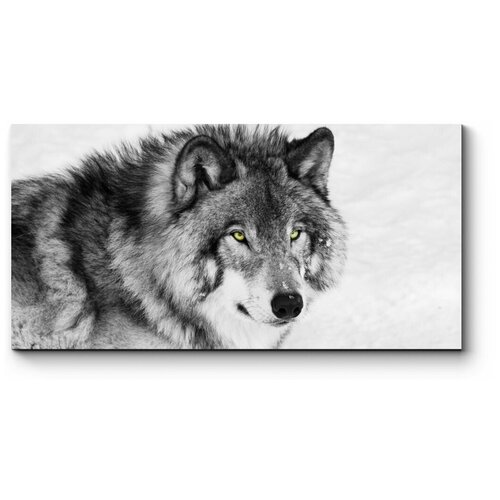 Модульная картина Черно-белый портрет волка150x75