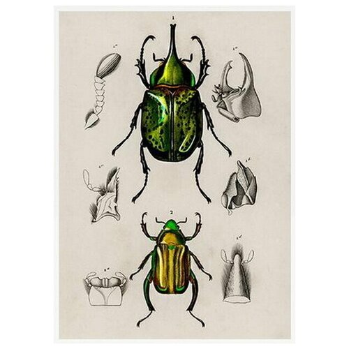 Плакат, постер на холсте ботаническая иллюстрация жуков. Бронзовик. Размер 21 х 30 см