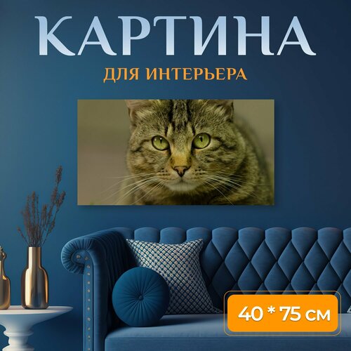 Картина на холсте "Кошка, кошачий, животное" на подрамнике 75х40 см. для интерьера
