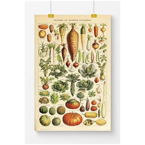 Постер для интерьера Postermarkt Винтажный рисунок овощей, 50х70 см, в тубусе