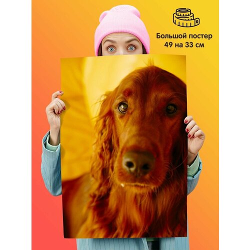 Постер плакат Dog Собака