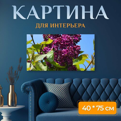 Картина на холсте "Сирень, декоративный кустарник, голубое небо" на подрамнике 75х40 см. для интерьера