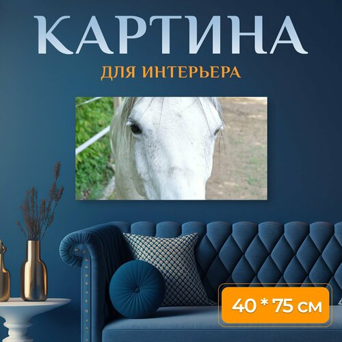 Картина на холсте "Лошадь, белая лошадь, ферма" на подрамнике 75х40 см. для интерьера