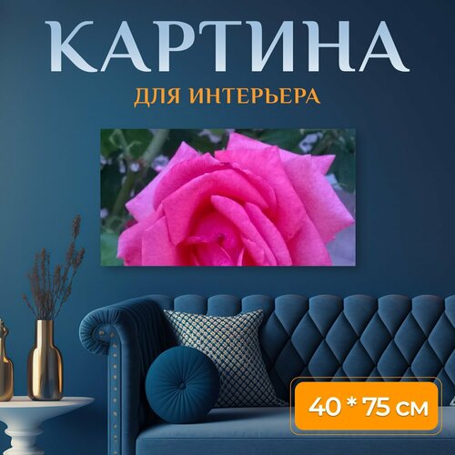 Картина на холсте "Цветок, роза, красная роза" на подрамнике 75х40 см. для интерьера