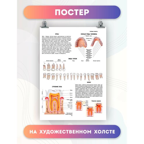 Постер на холсте Стоматология зубной врач анатомия (8) 60х80 см