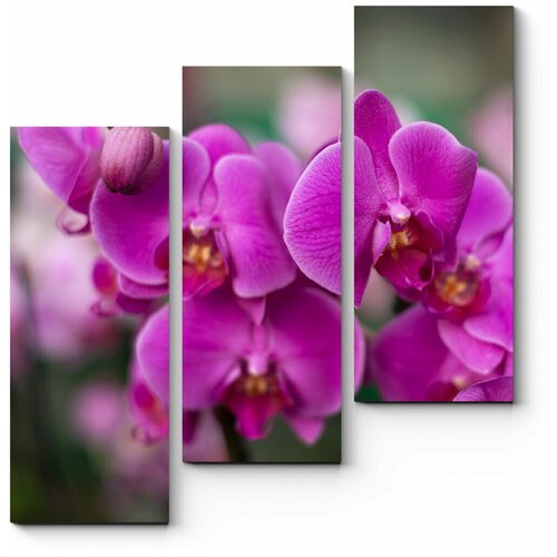 Модульная картина Прекрасные и нежные орхидеи 80x85
