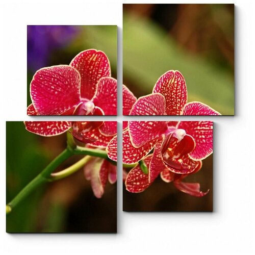 Модульная картина Невероятно красивая тропическая орхидея 60x60