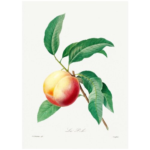 Постер / Плакат / Картина Фрукты - Плод персика на ветке 40х50 см в раме