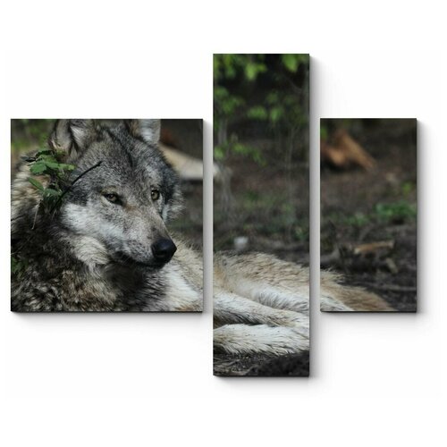 Модульная картина Волк отдыхает в лесу 110x91
