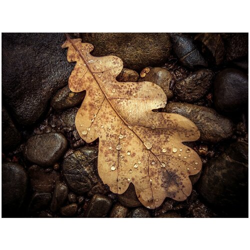 Постер / Плакат / Картина Осенний дубовый лист 90х120 см в подарочном тубусе