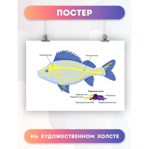 Постер на холсте Анатомия Рыба (2) 60х80 см