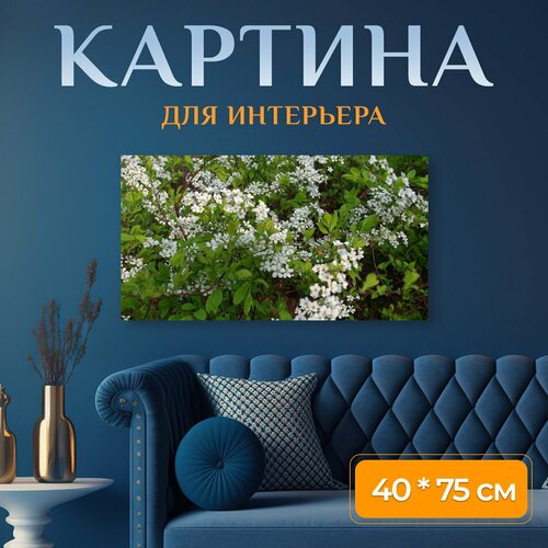 Картина на холсте "Лабазник цветок, весенние цветы, белый цветок" на подрамнике 75х40 см. для интерьера