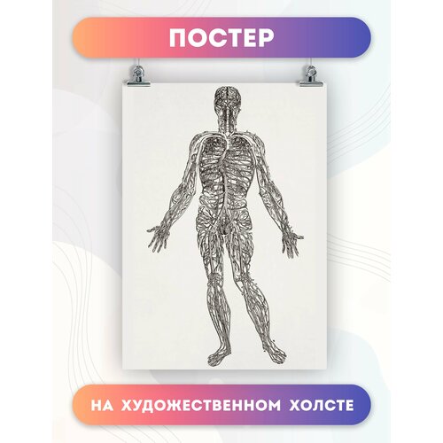 Постер на холсте анатомия нервной системы биология 50х70 см