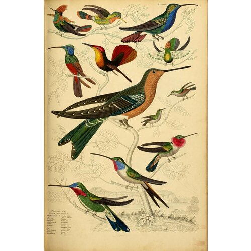 Колибри, птицы постер 20 на 30 см, шнур-подвес в подарок